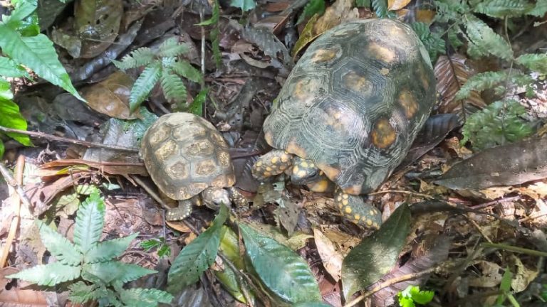 15 tortugas regresan a su hábitat natural en el Parque Nacional Yasuní ... 15 tortugas regresan a su hábitat natural en el Parque Nacional Yasuní ...